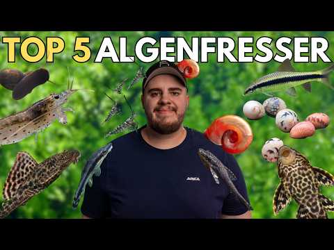 Die 5 BESTEN Algenfresser für dein Aquarium!