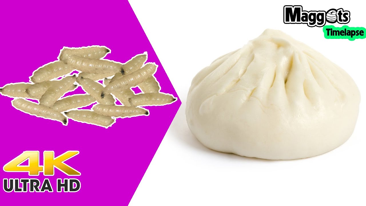 One million maggots eat Dumpling -Time Lapse viddeo in 13 hours - YouTube