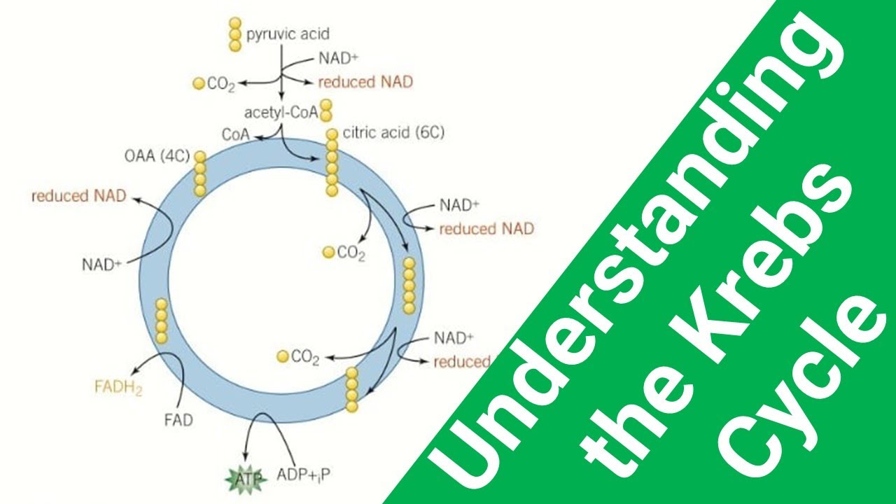 A Level Biology Krebs Cycle - YouTube