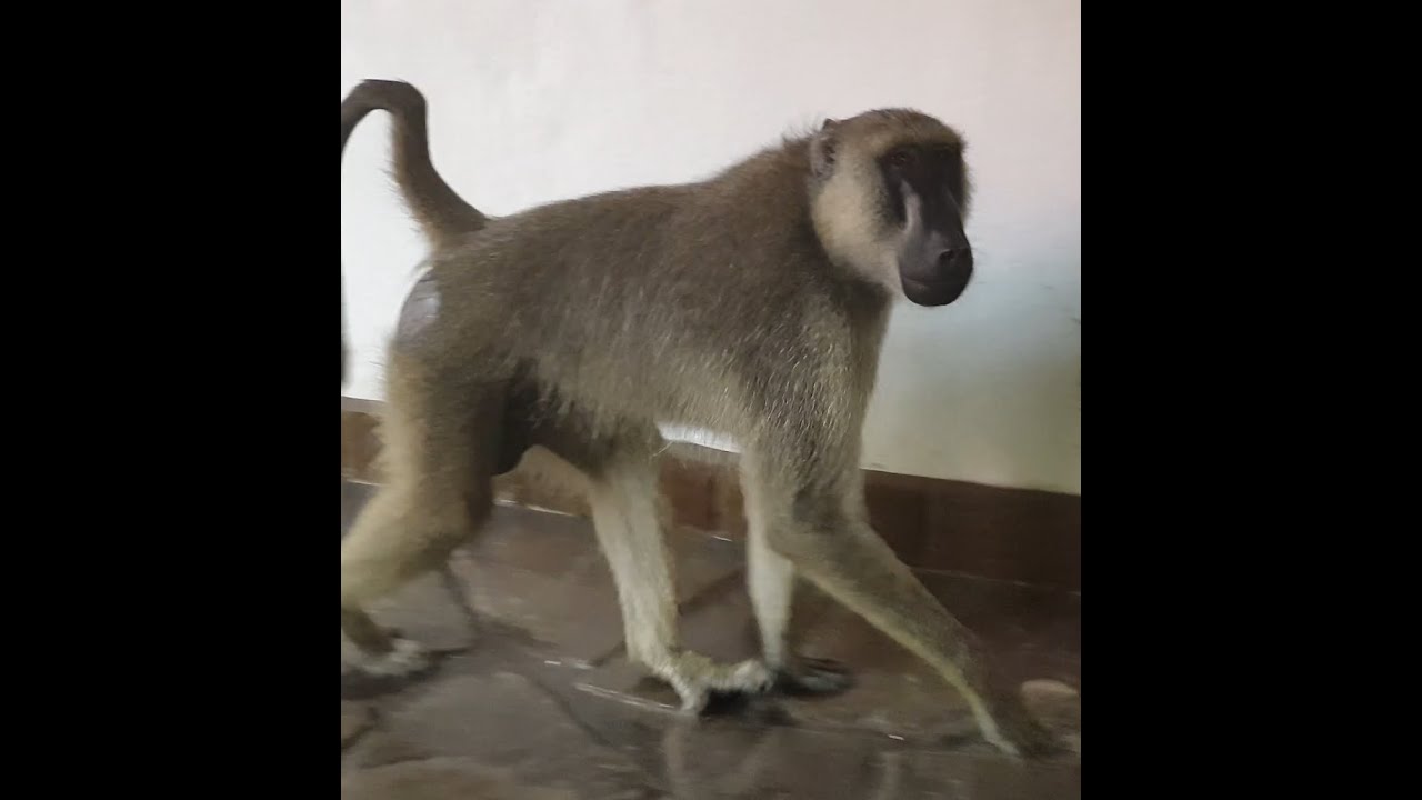 🙊 baboon in da house 🐒 in UHD / 4K 🐒 by ani male - YouTube