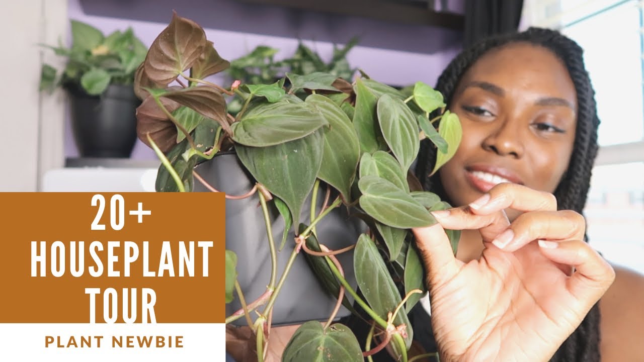 Beginner Plant Mama [My 20+ Plant Haul] - YouTube