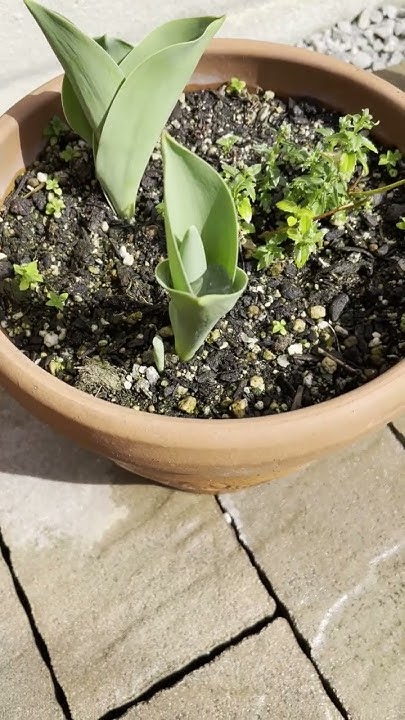 わが庭：チューリップ：25．3．29 - YouTube