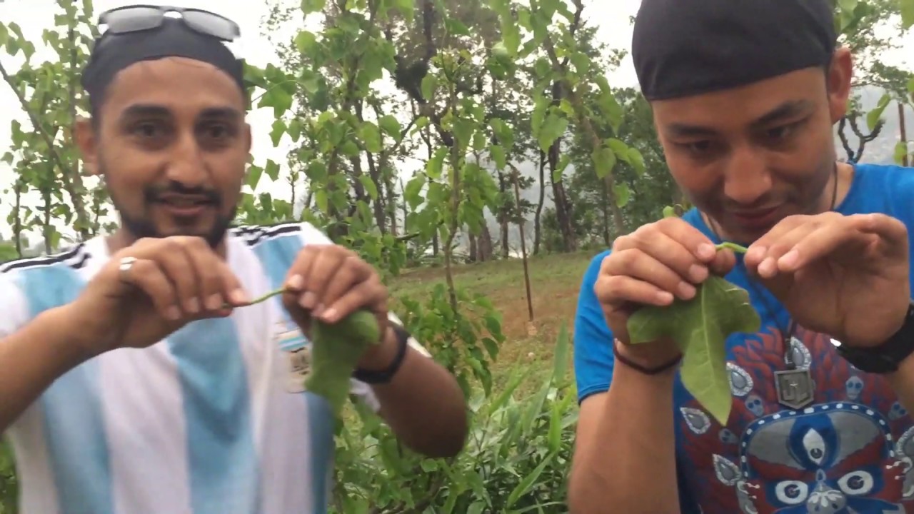 Hike to Manung Dada - YouTube