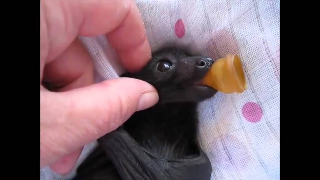 Batzilla The Bat - YouTube