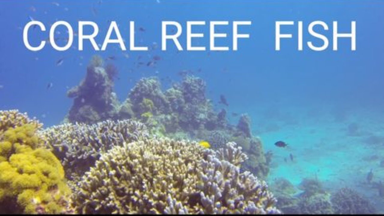 CORAL REEF FISH | WITH RELAXING MUSIC /scuba diving#relaxingmusic # ...