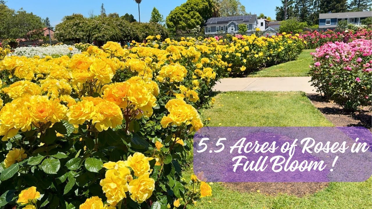 San Jose Rose Garden 🌹 | America’s Best Rose Garden in 4K! - YouTube