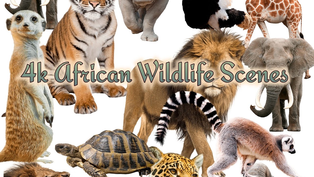 national geographic wild - YouTube