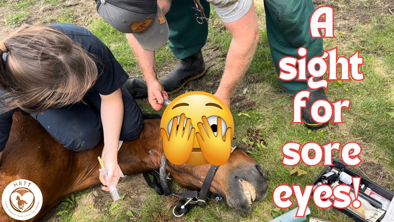 Double Enucleation on a Horse! 😳 - YouTube