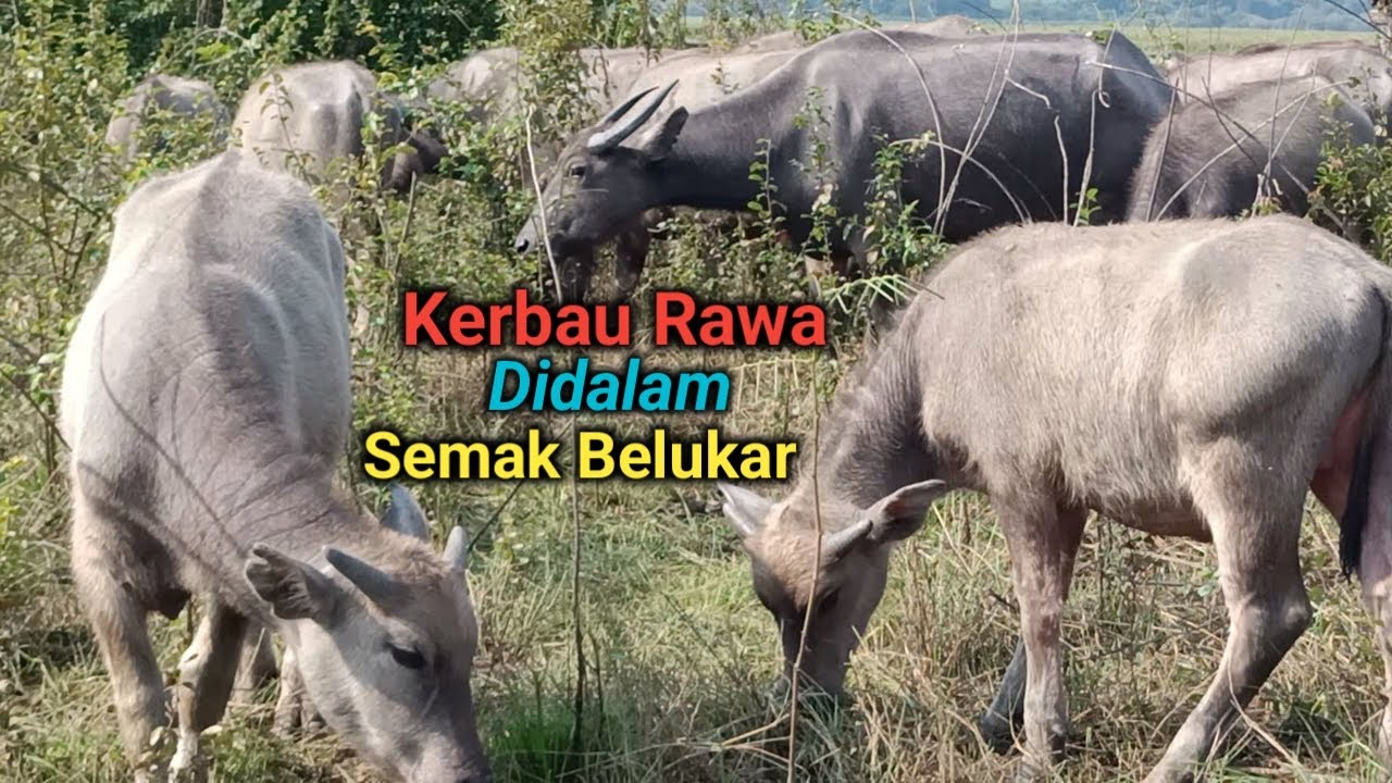 Kerbau Rawa Mencari Makan Didalam Semak Belukar - YouTube