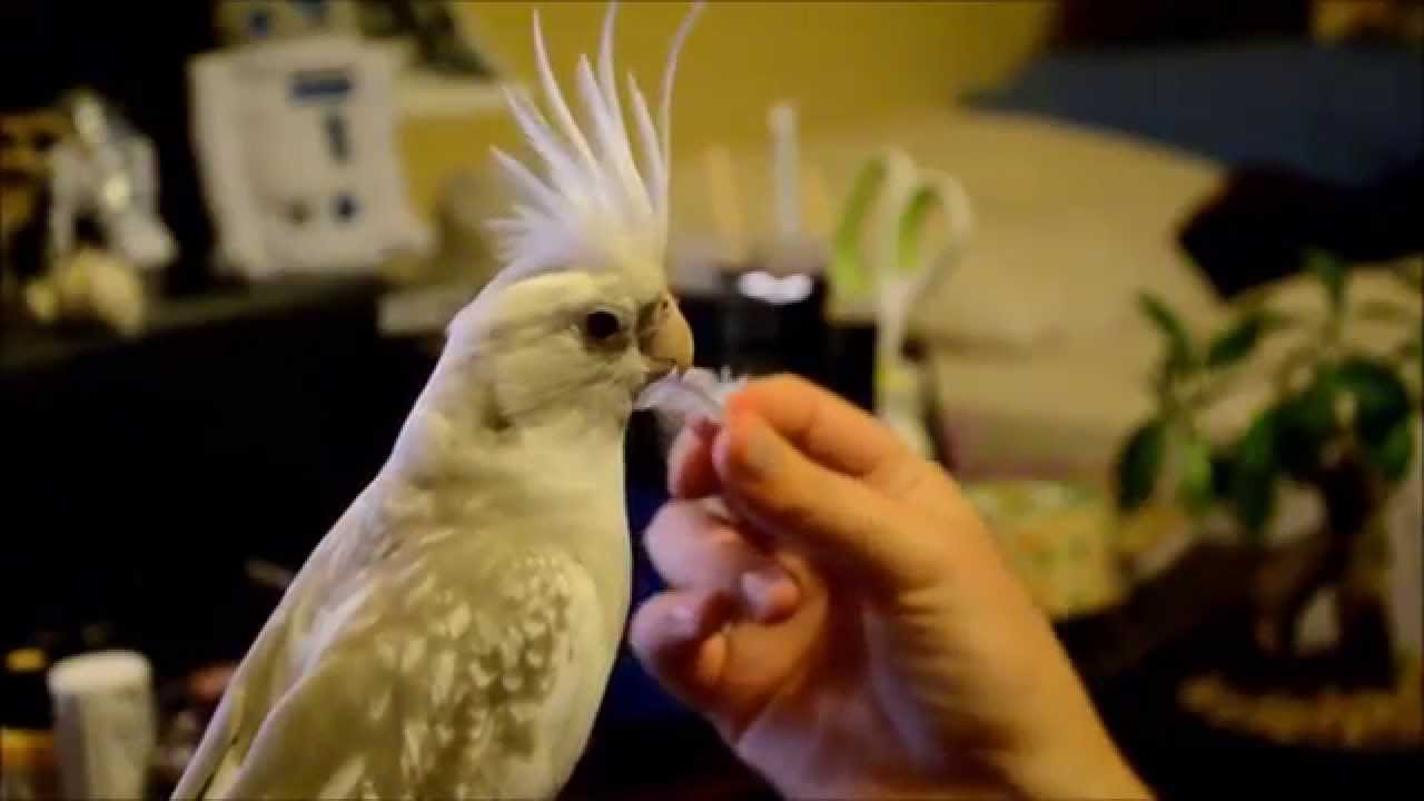 Cockatiel scared of her own feather - YouTube