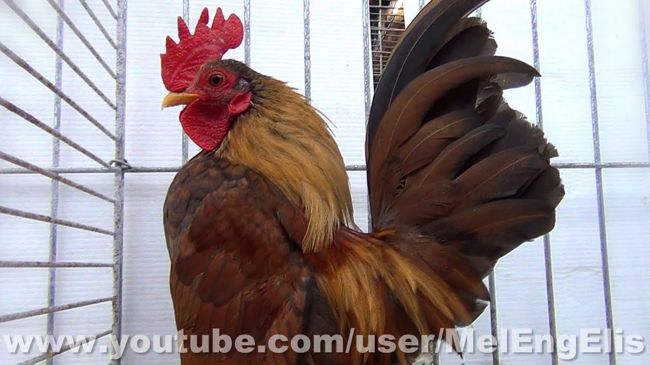 Coq Serama Doré - Serama Chicken - YouTube