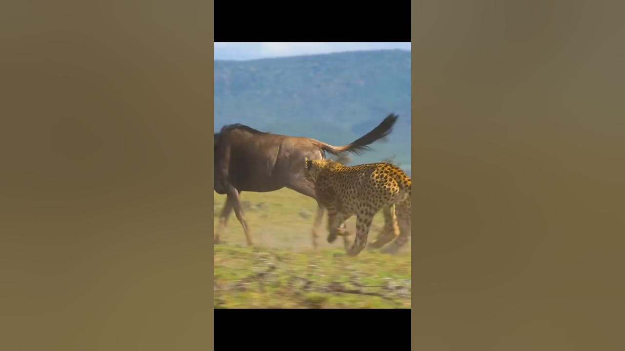 Amazing animals world😲 - YouTube