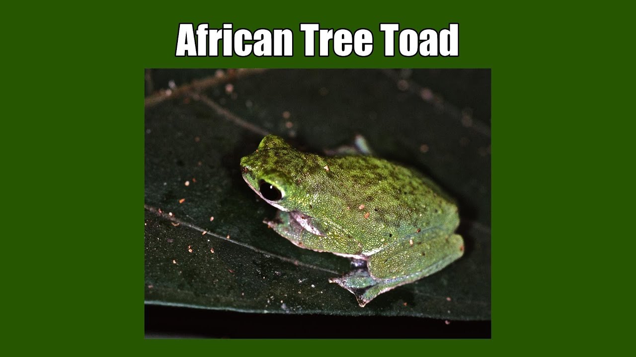 Have You Seen Any African Tree Toad Before? - YouTube