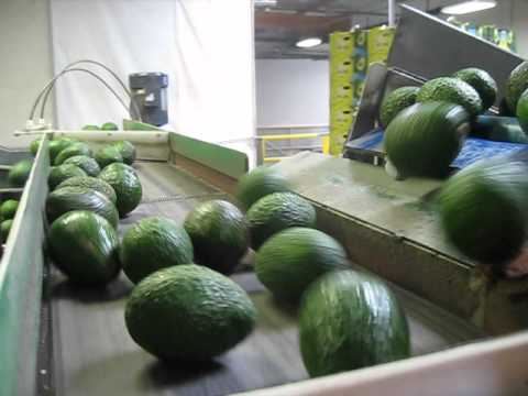 Avocado Processing at West Pak - YouTube