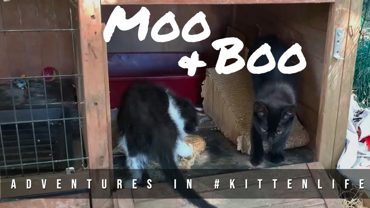 Moo and Boo Pilot Episode - Love at first sight - YouTube
