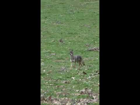 Loooong Neck Coyote! #coyote #hunting #shorts #foxpro - YouTube