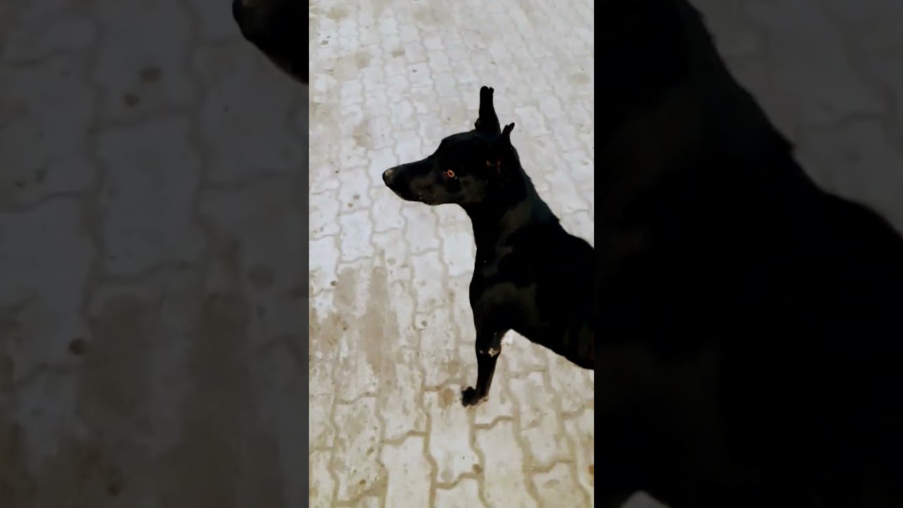 Active Kalu dog full activate morning Time #cute #dog - YouTube