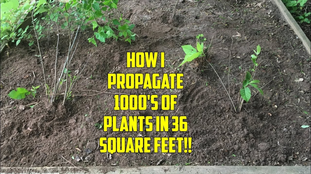 Softwood Cutting Propagation Bed Basics - YouTube