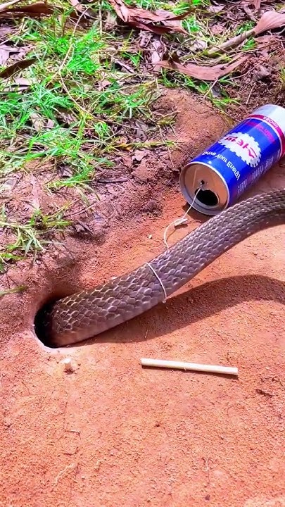 Creative new DIY Snake Trap using Cans & deep hole #snake #animaltrap # ...
