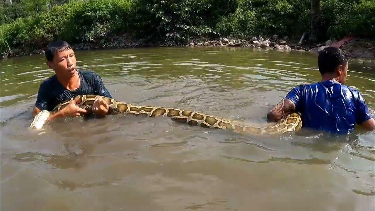 KING PYTHON79 | 2 Hunter Confront Monster Giant Snake To Save Young Man ...
