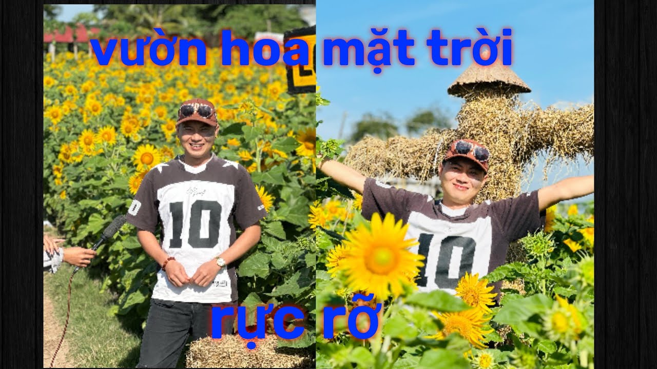 vườn hoa hướng dương đẹp rực rỡ/Tha Thu TV - YouTube