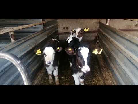 buzağıları besleme ve emzirme sistemi #süt #buzağı