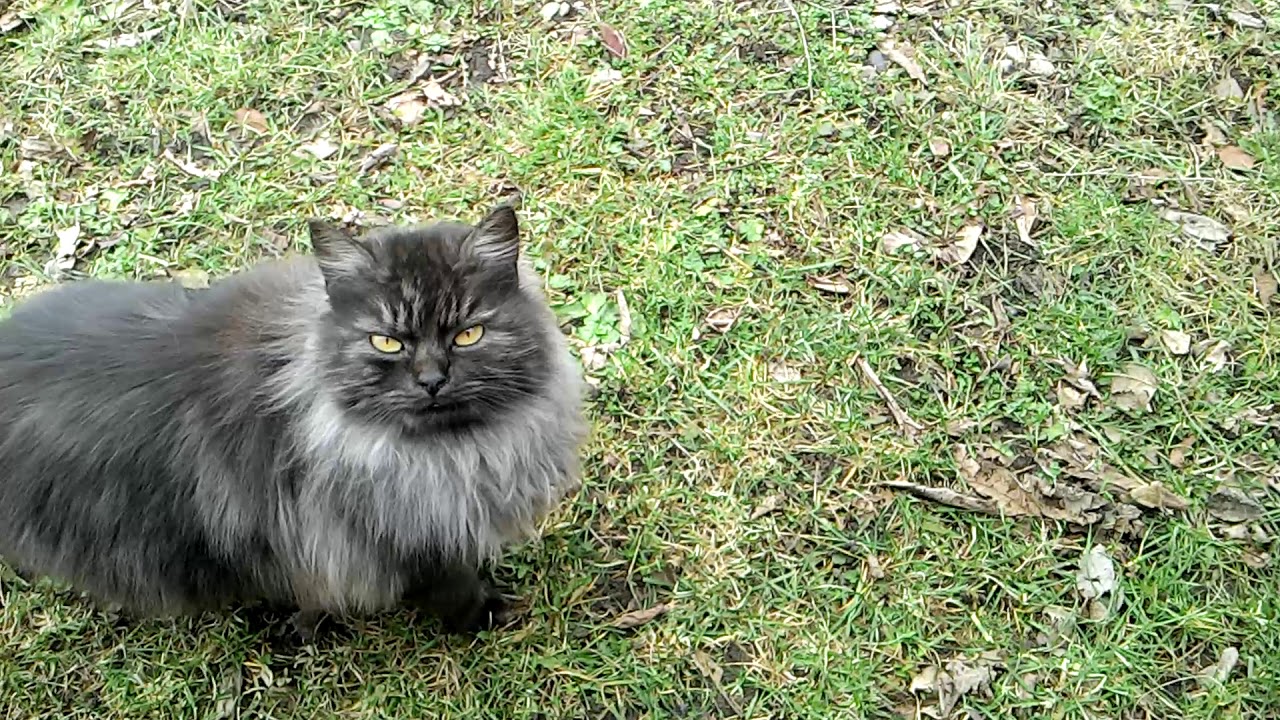 cat regards - YouTube