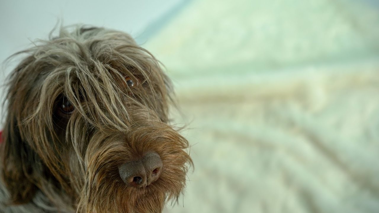 Can Dogs Adapt to a Multi-Dog Household? - YouTube