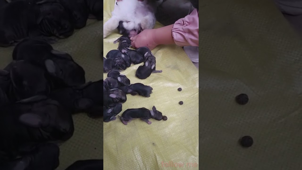 Rabbit Society | Cute rabbit | Rabbits give birth #11 - YouTube