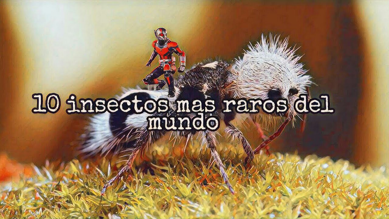 Top 10 insectos más raros del mundo - YouTube