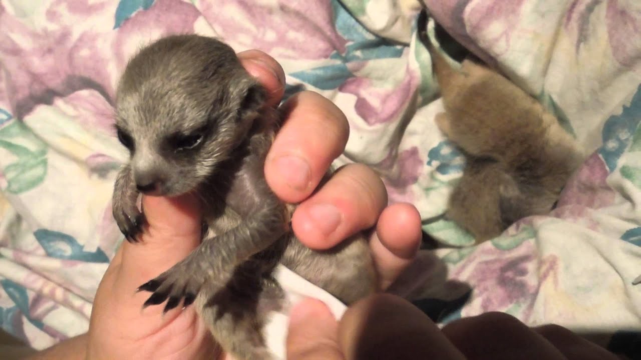 SURICATA BEBE MAMANDO OVERLAND CRIADERO - YouTube