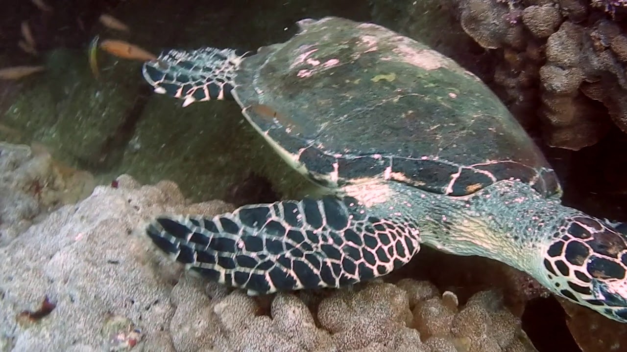 Scuba Diving in Huatulco, Mexico - YouTube