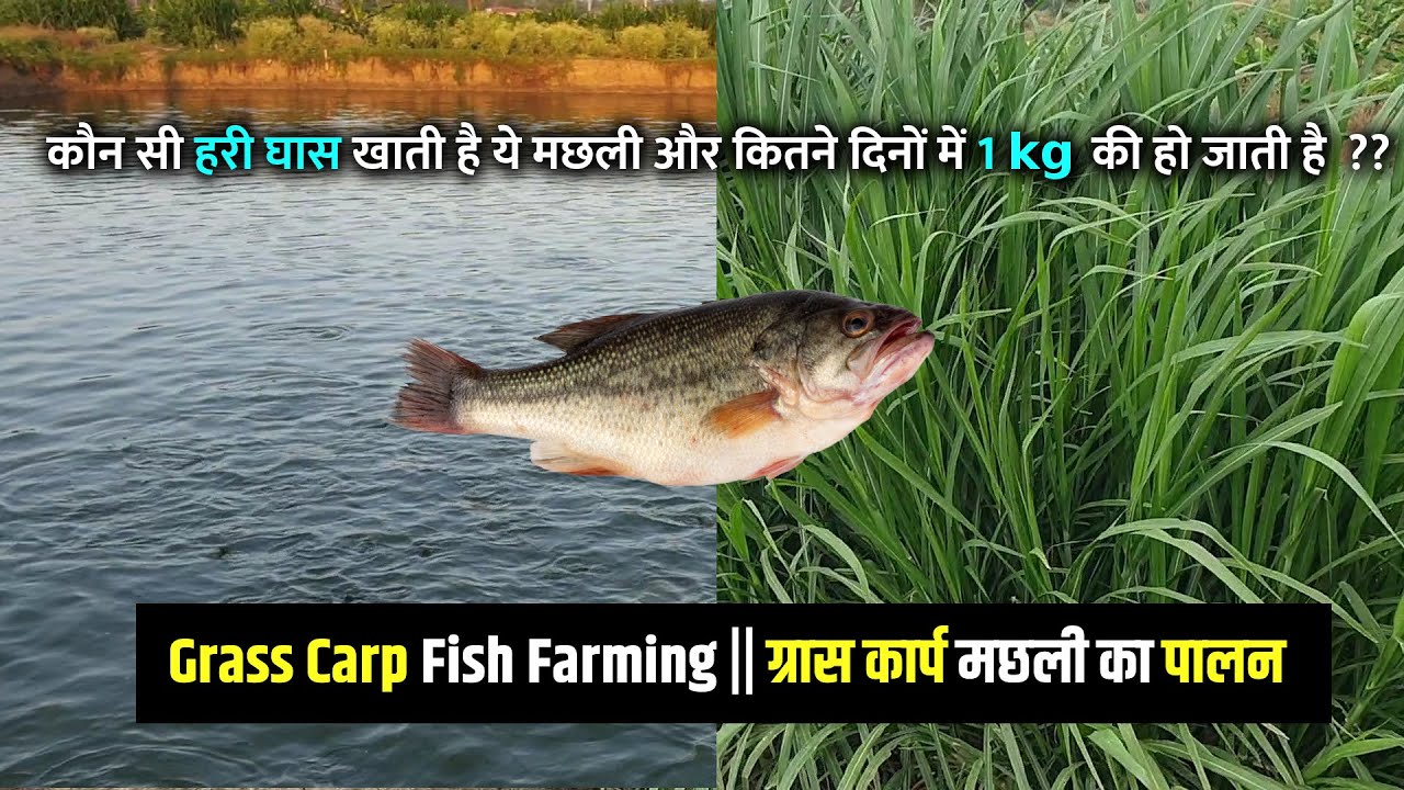Grass Carp Fish Farming || ग्रास कार्प मछली का पालन || ग्रास कार्प मछली ...