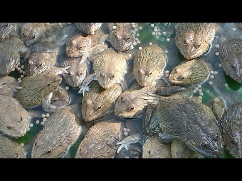 Frog Raising . frog farm in Cambodia . Feeding frogs in the early ...