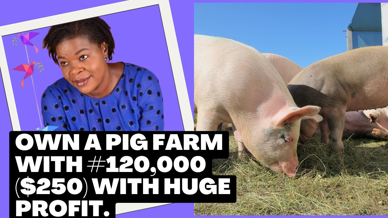 How To Start And Own A Big Pig Farm With 120k ($250) - YouTube