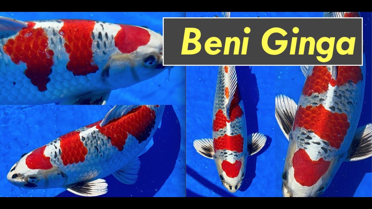 Beni Ginga Koi !! - YouTube