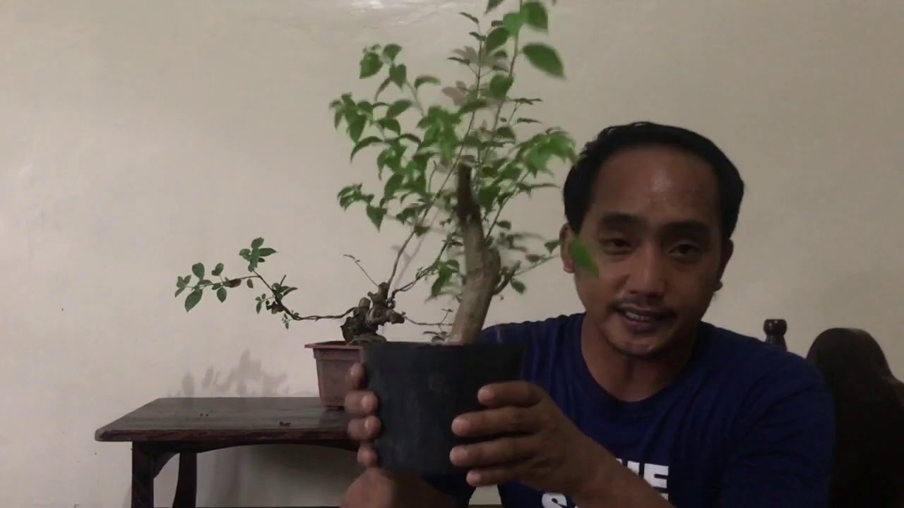 Basic Bonsai Lessons: How to Train the 1st Generation Branch of your ...