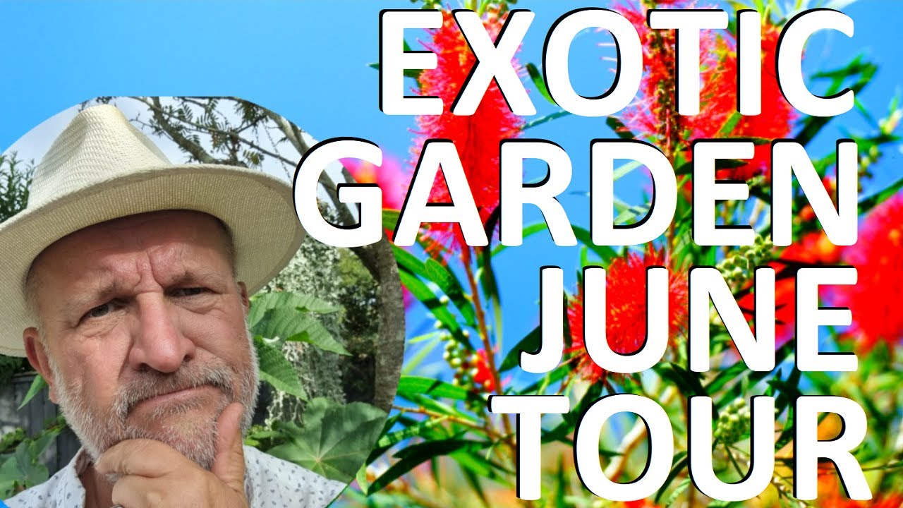 Tropical Gardens UK: Exotic Garden June Tour - YouTube