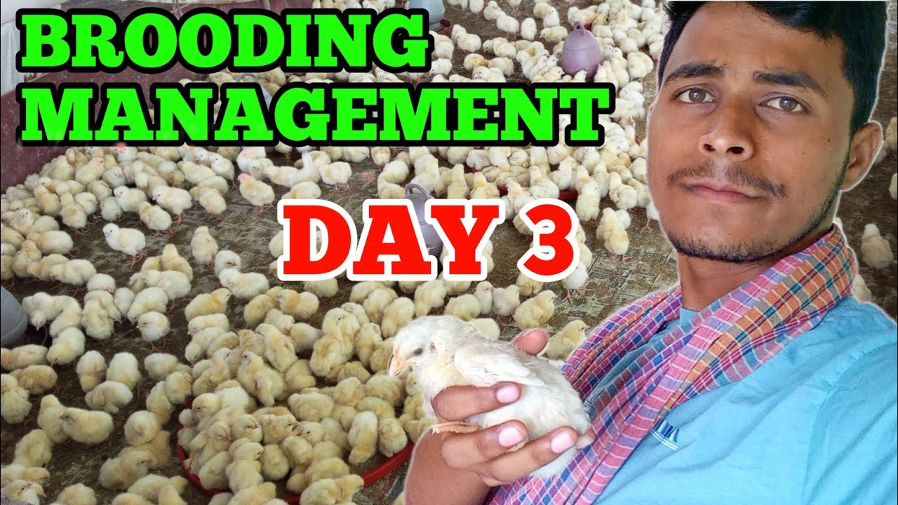 poultry farm day 3 | brooding system | medicine use - YouTube