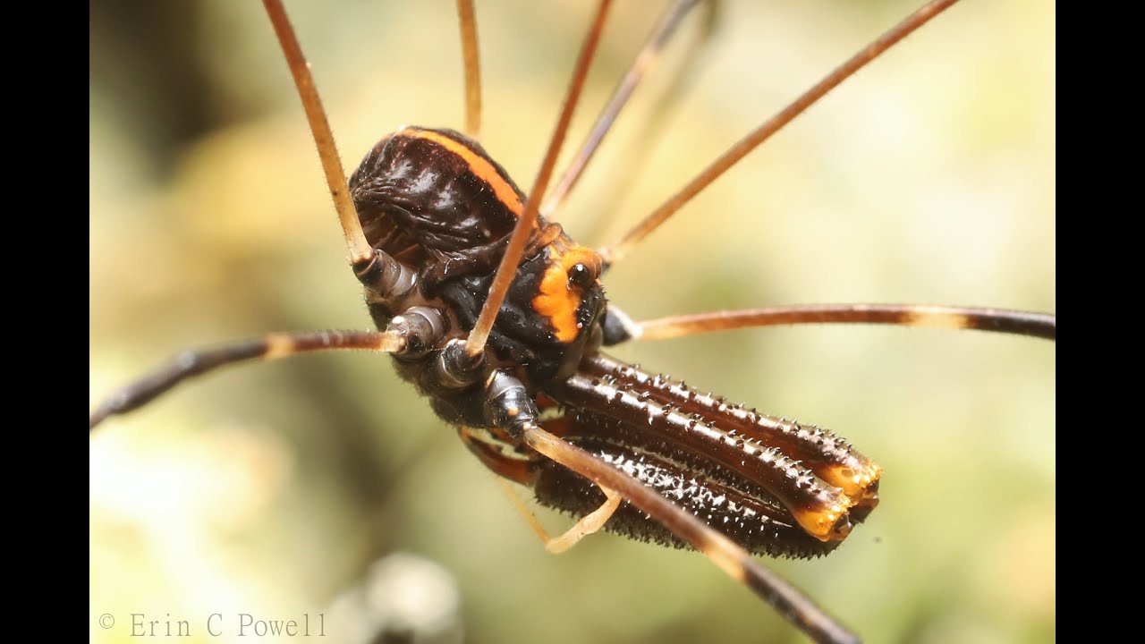 Forsteropsalis pureora alpha males fighting - YouTube