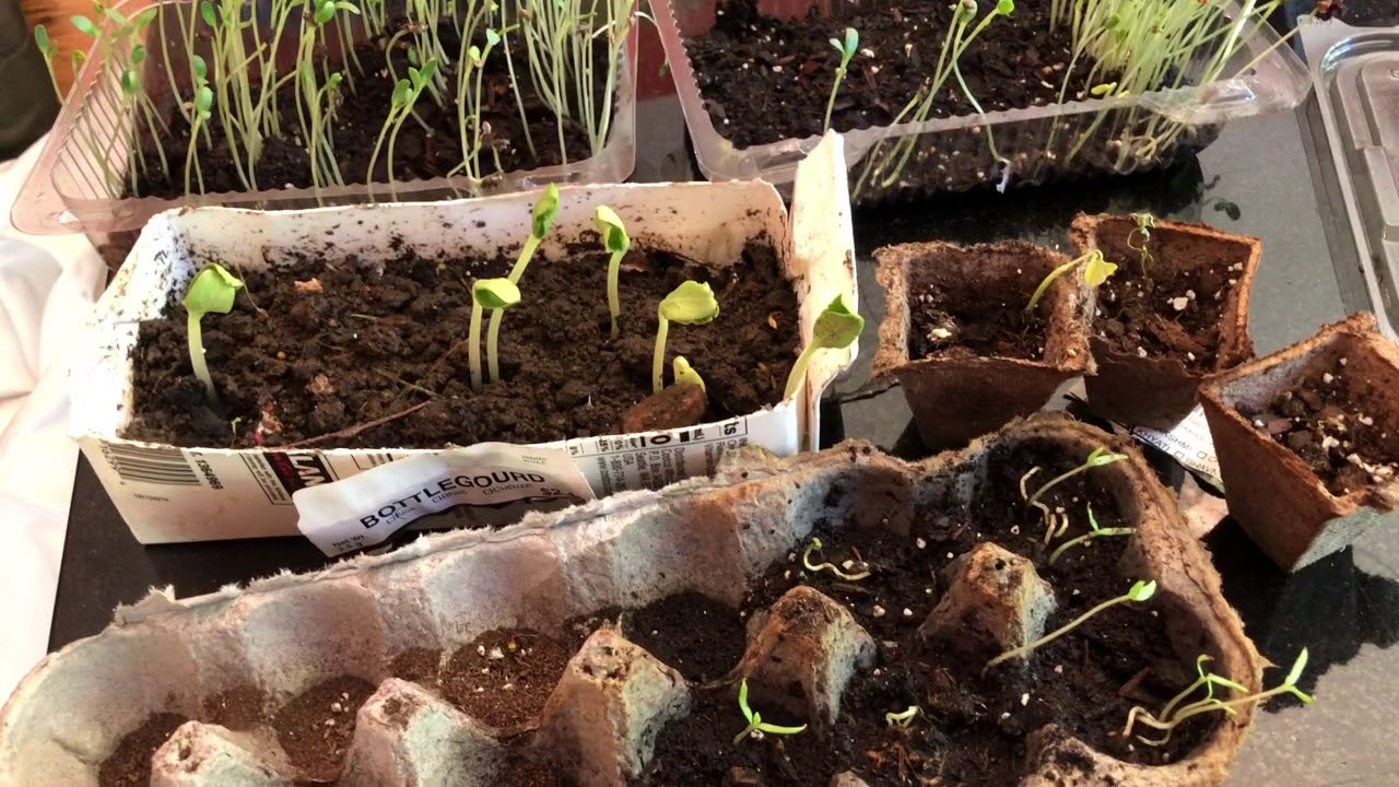 Vegetable Gardening- how to grow plants from seeds - YouTube