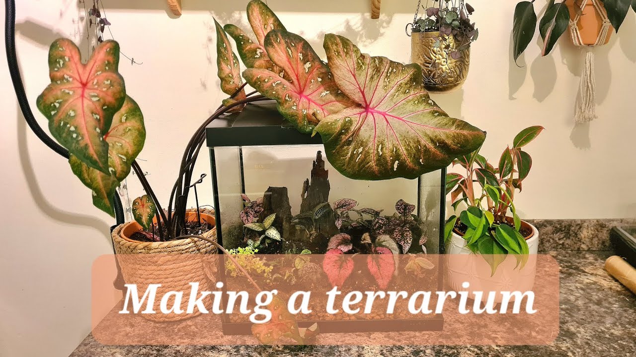 beginners cheap terrarium! || fish tank terrarium || home decor || DIY ...