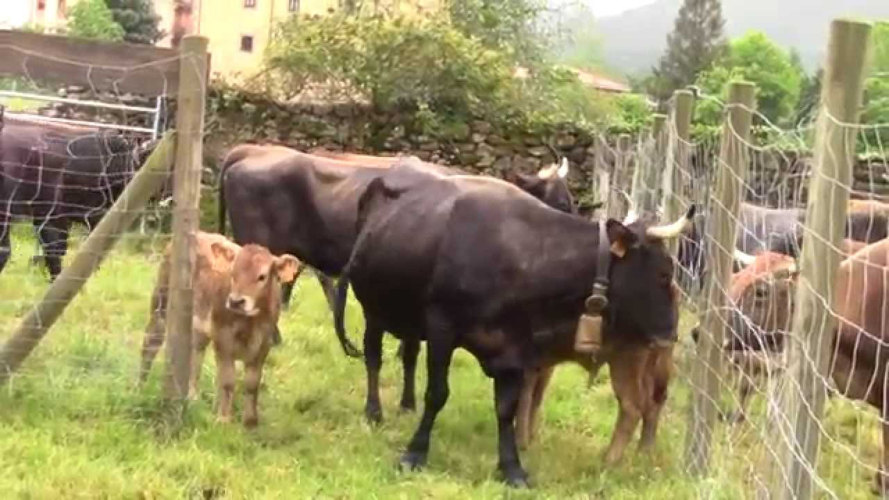 vacas y terneros: raza monchina ( de los montes ) (00015 ) - YouTube