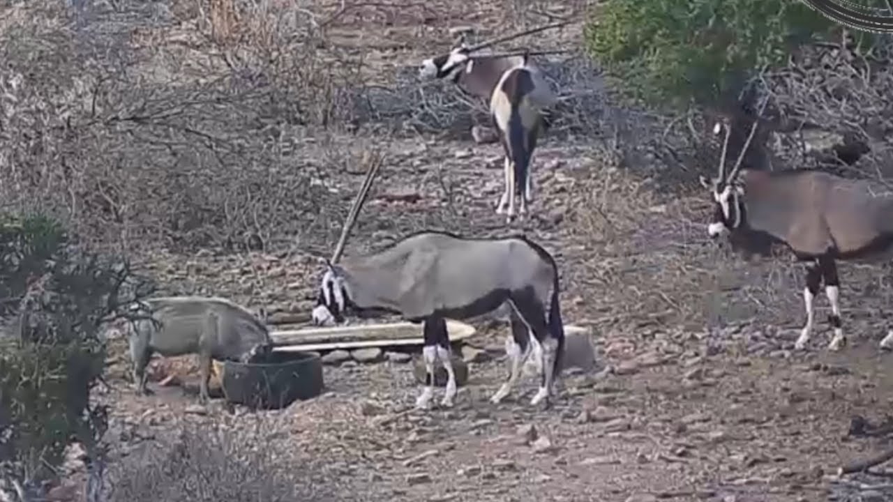 Gemsbok herd and warthog at the waterhole - YouTube