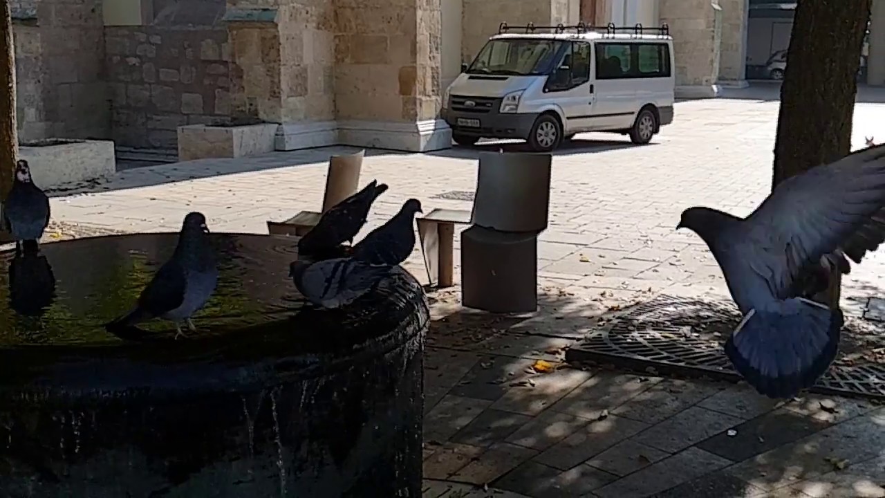 Pigeons in Budapest.. - YouTube