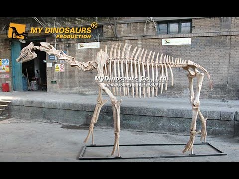 Extinct Animal Hornless Rhinoceros Paraceratherium Skeleton for Museum ...