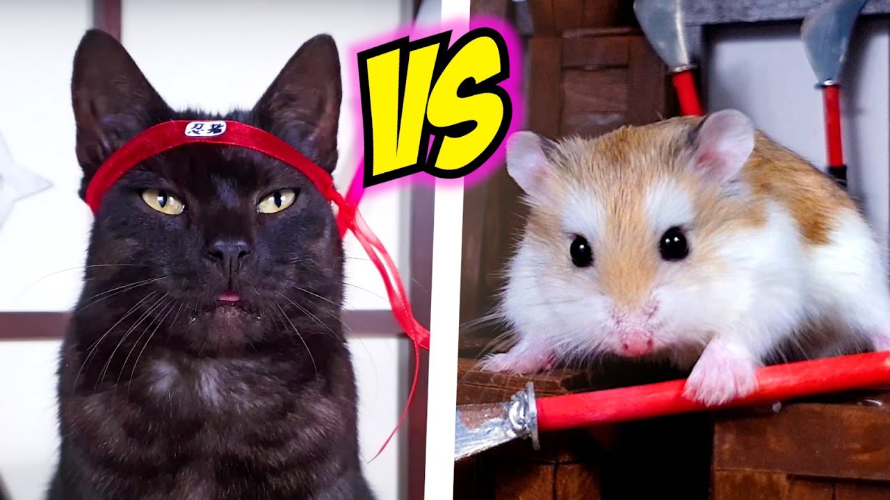 That's why you should NEVER TRUST CATS and LOVE HAMSTERS - Hamster vs ...