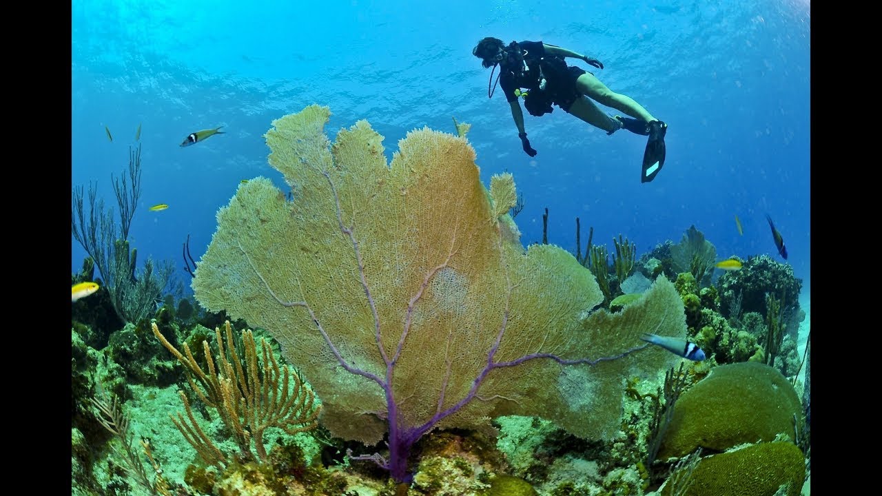 Ocean Life and Nature Documentary Amazing Underwater Animals Life ...