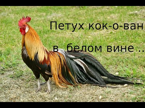 Курица в белом вине .Праздничное блюдо .Петух Кок-о-ван... - YouTube