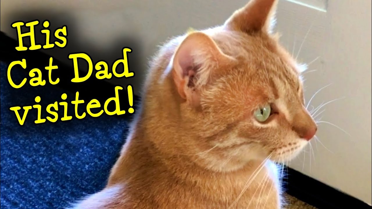 Rescue Cat Opie has a Scary Dramatic Day - #funnycatvideo - YouTube